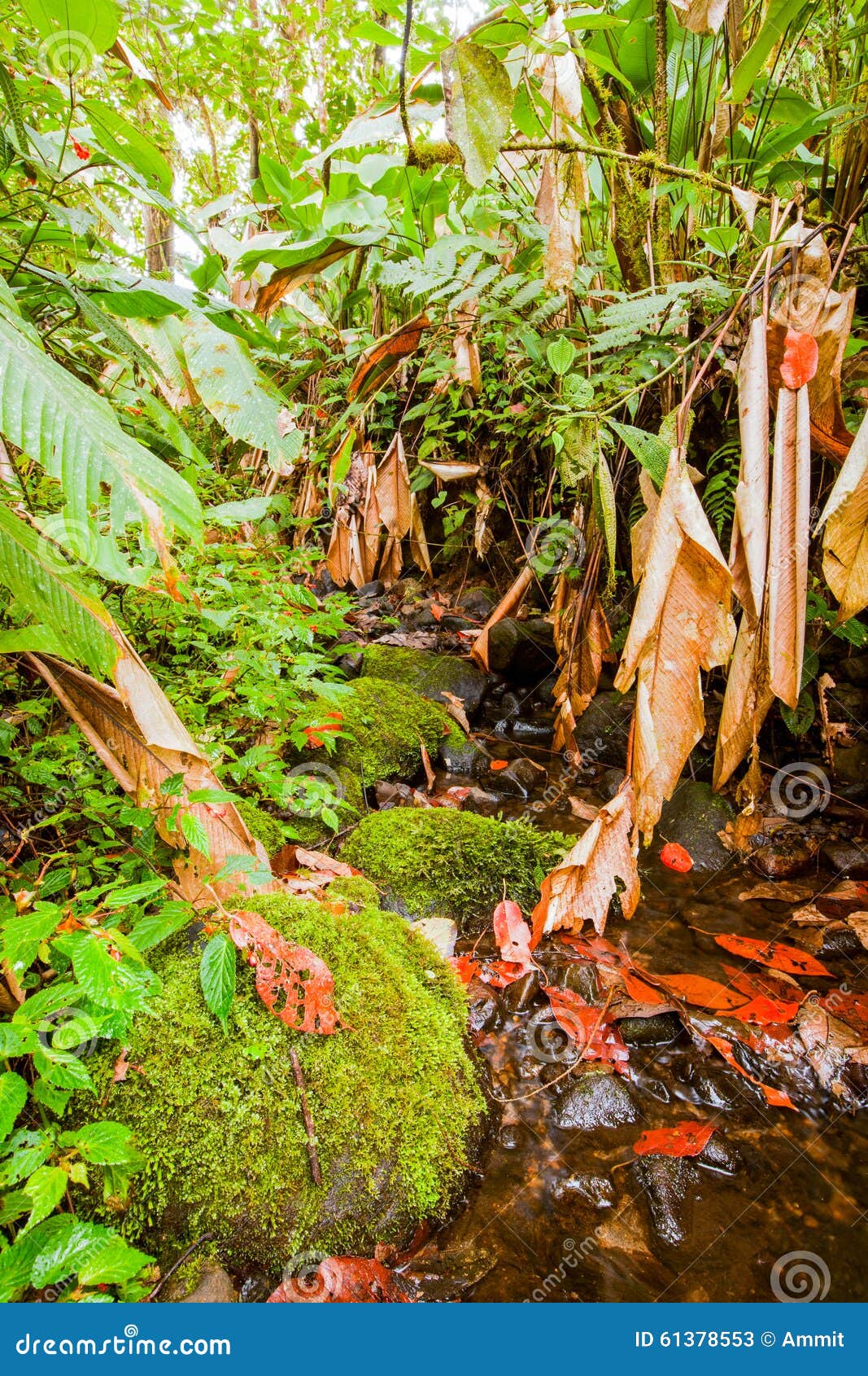 Rain Forest Frame stock image. Image of foliage, leaf - 61378553