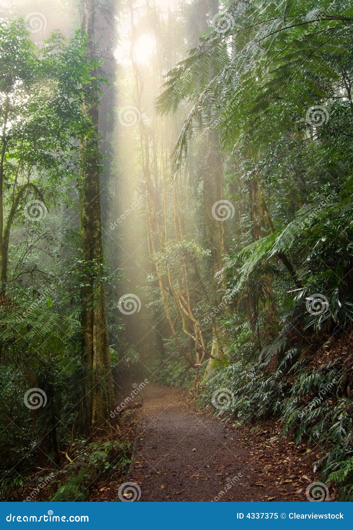 Rain forest light stock image. Image of rays, heritage - 4337375