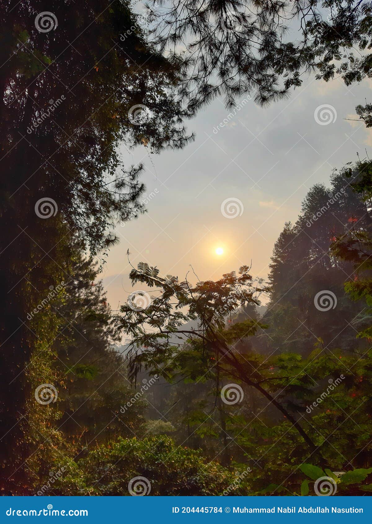 Sunset in the forest stock photo. Image of rain, forest - 204445784