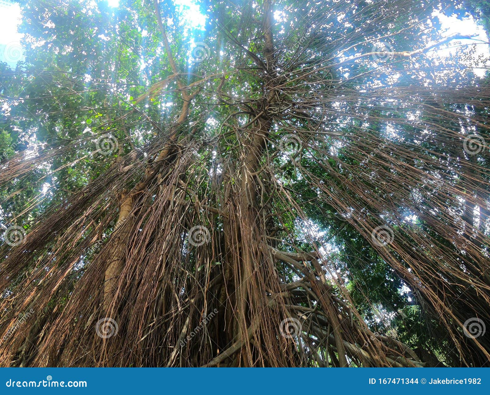 Rain Forest Light and Trees Stock Photo - Image of nature, natural ...