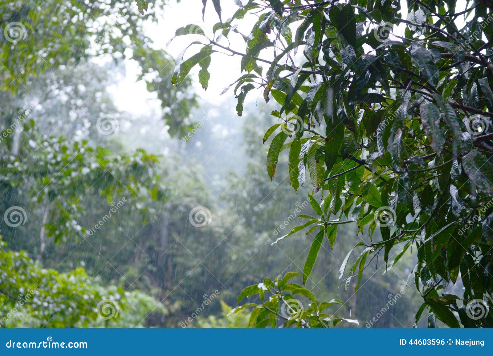 Rain forest stock photo. Image of green, environment - 44603596