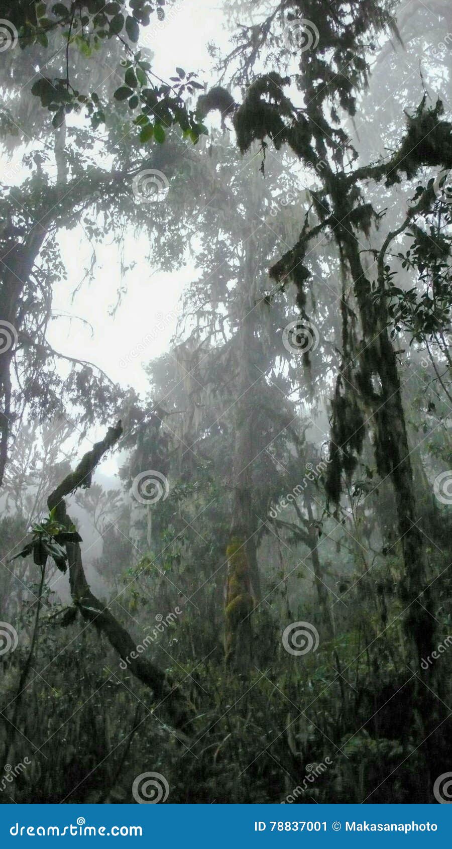 Rain forest in the mist stock image. Image of kilimanjaro - 78837001