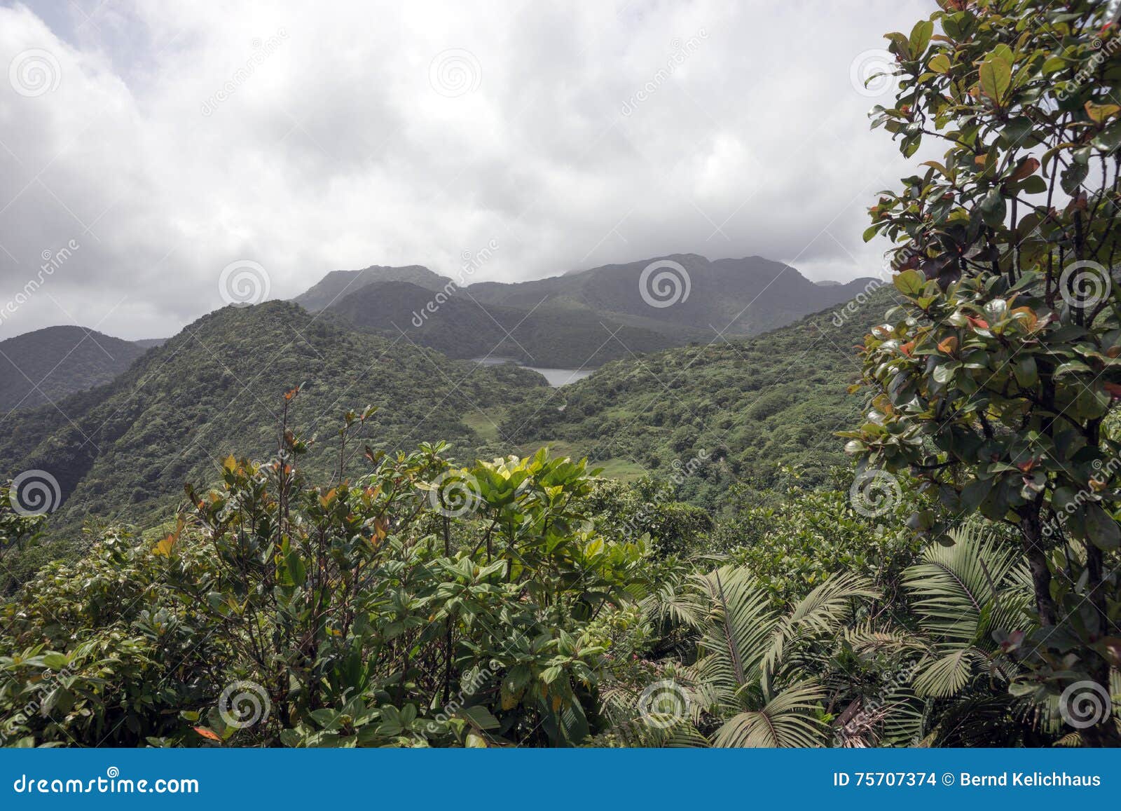 Rain Forest and Mountains on Caribbean Island Stock Photo - Image of ...