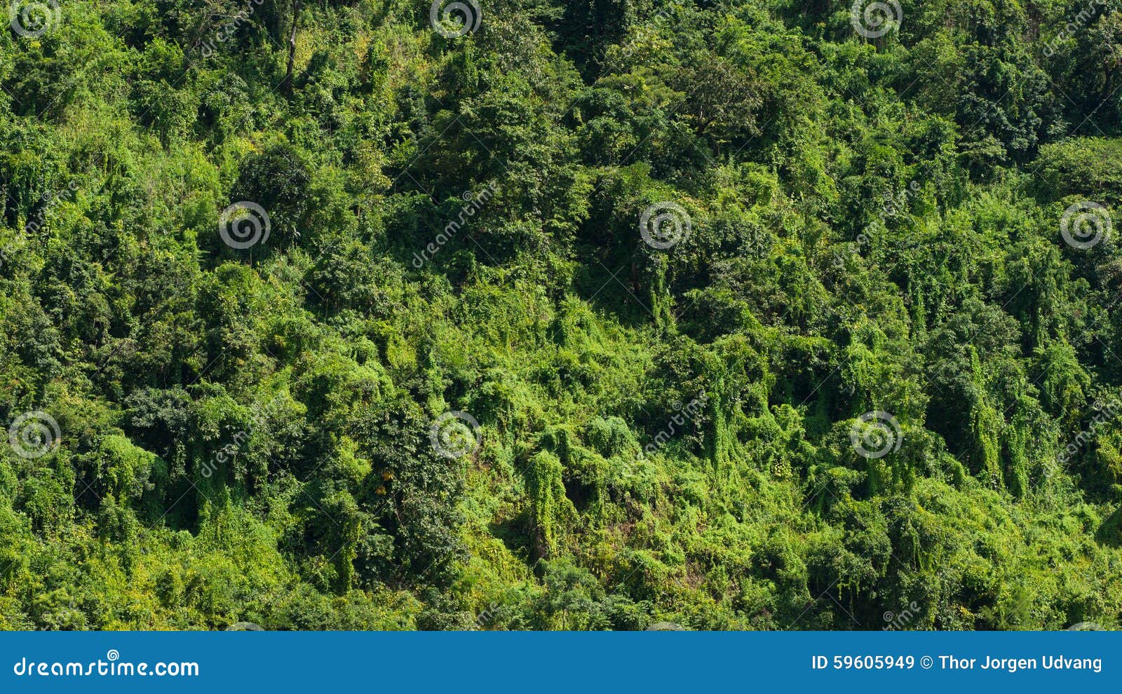 Rain forest in Myanmar stock image. Image of burma, rakhine - 59605949