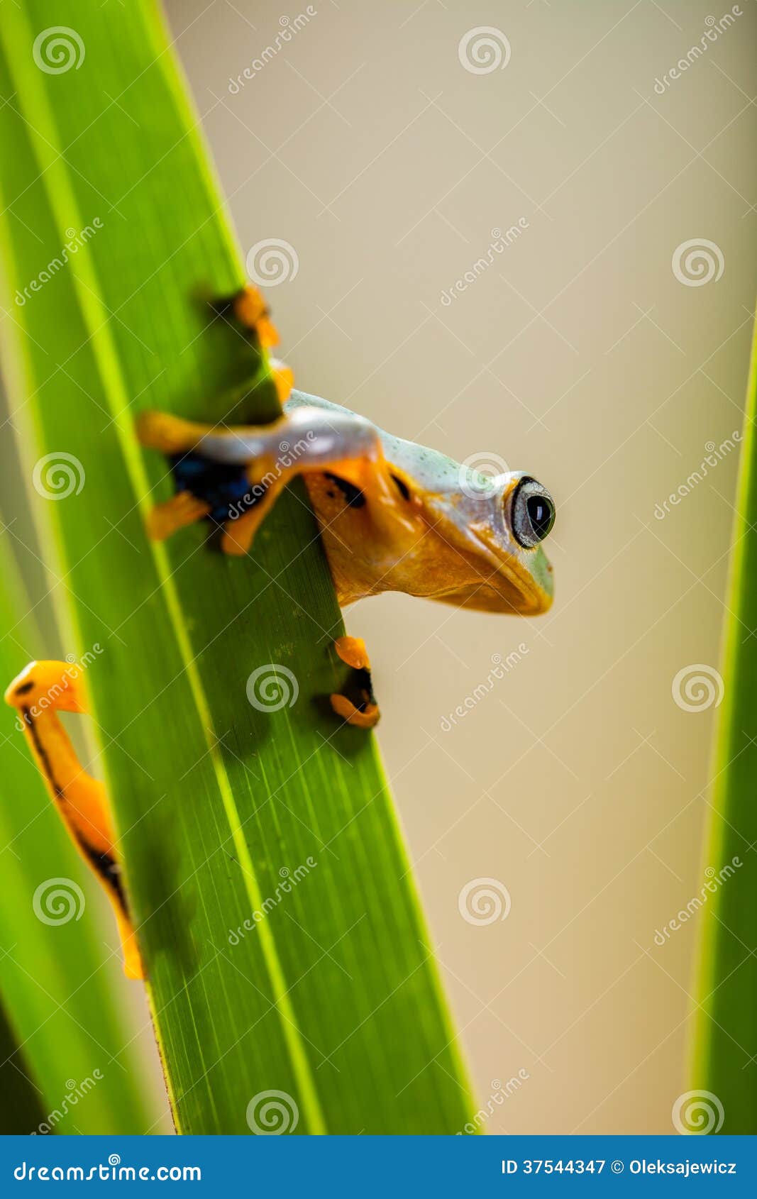 Rain Forest, Natural Environment, Exotic Frog Stock Image - Image of ...