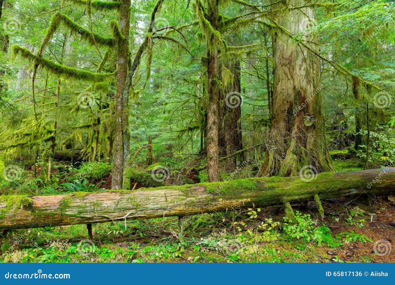 Rain Forest in Oregon stock photo. Image of pacific, plant - 65817136