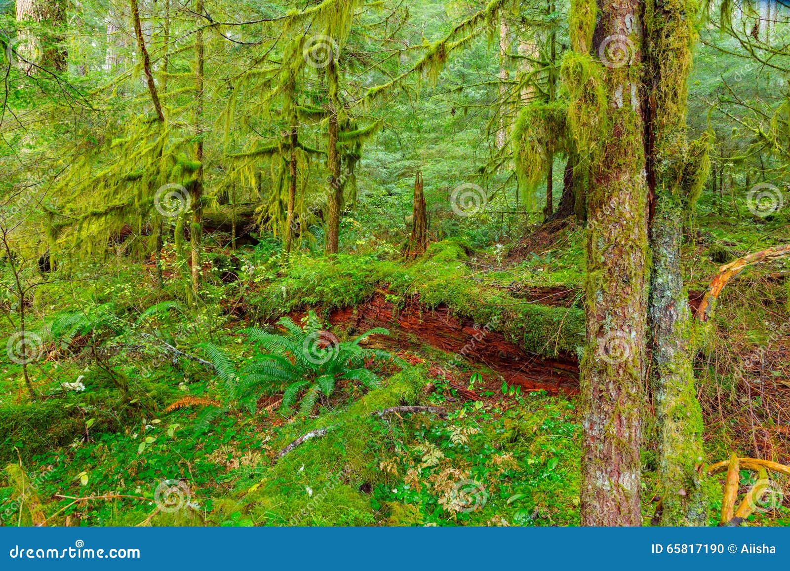 Rain Forest in Oregon stock photo. Image of oregon, park - 65817190