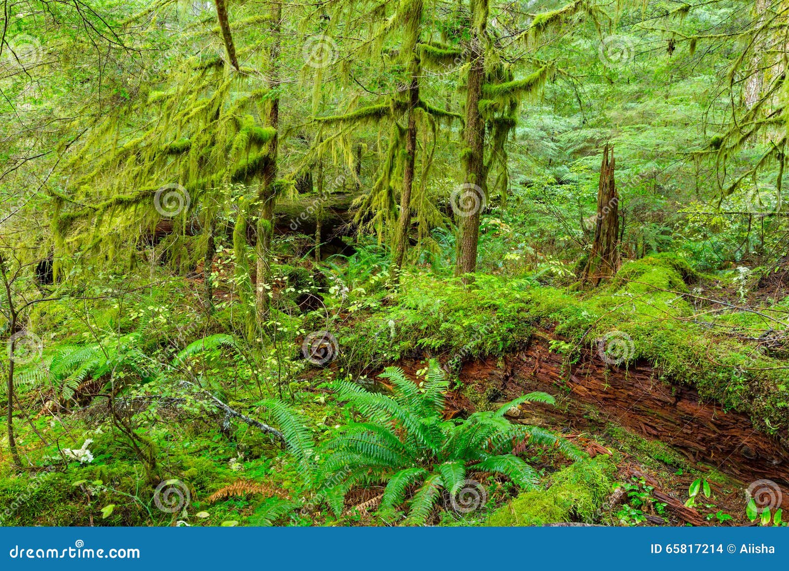 Rain Forest in Oregon stock photo. Image of fallen, coast - 65817214