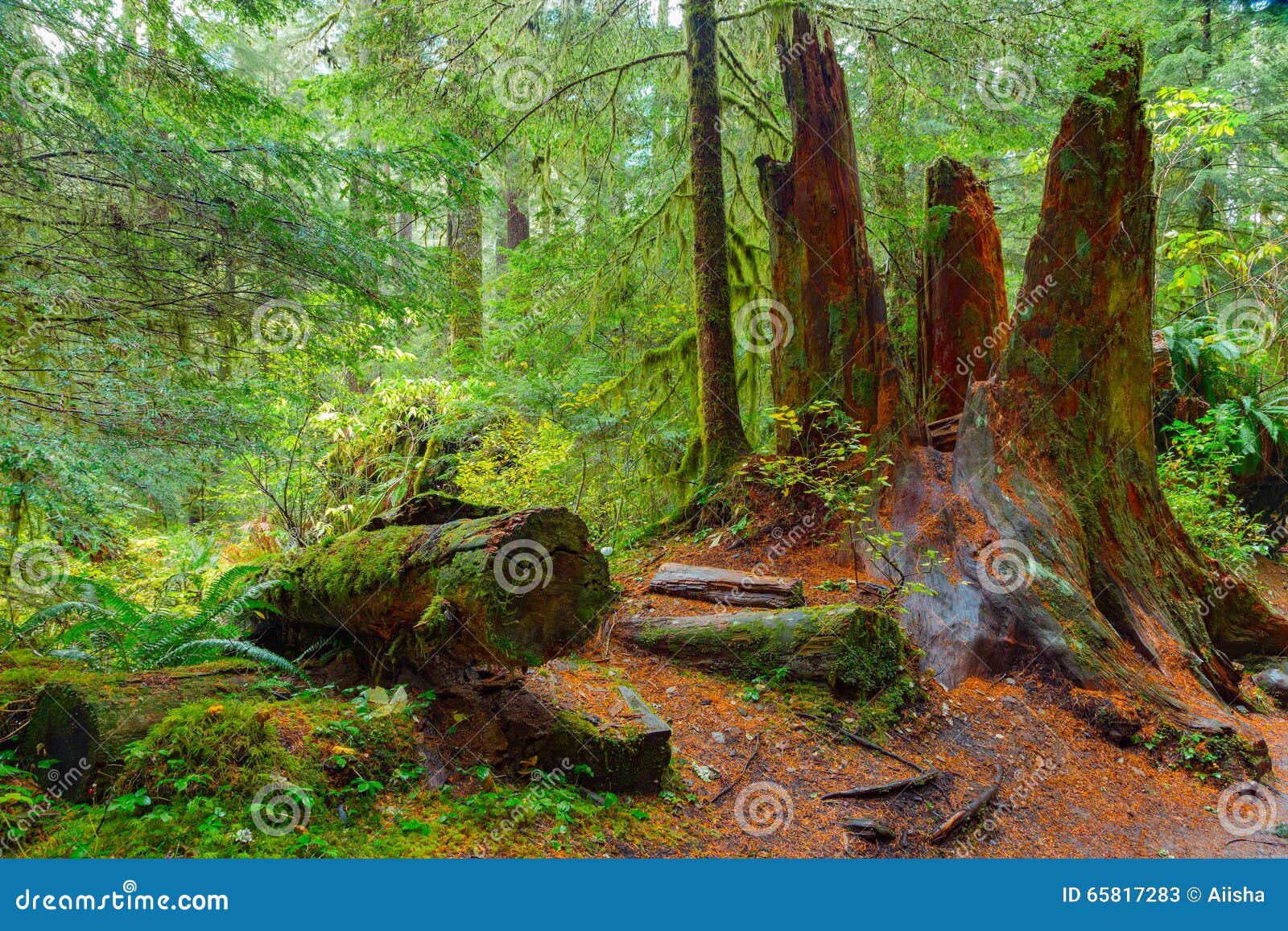 Rain Forest in Oregon stock image. Image of park, travel - 65817283