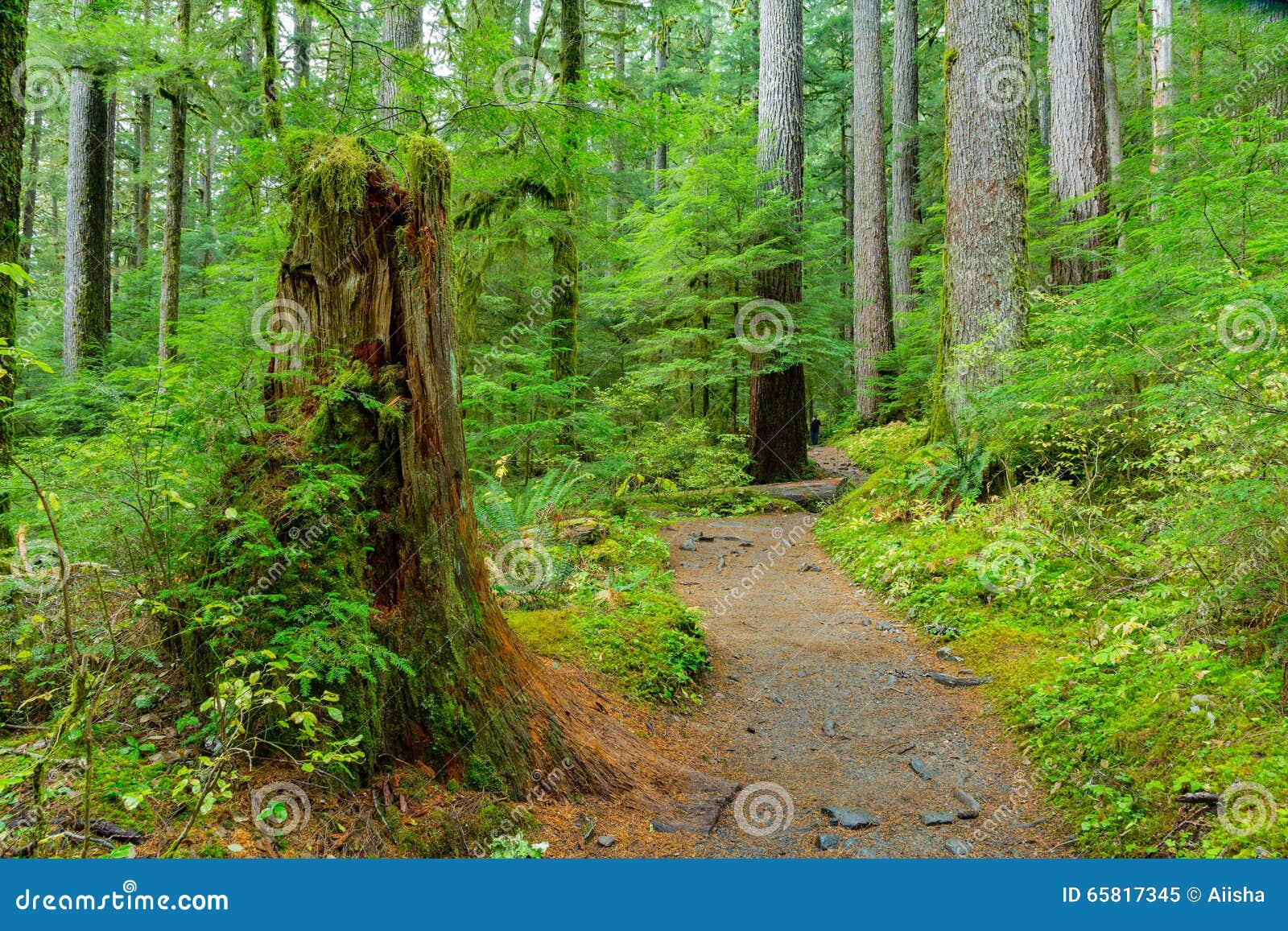 Rain Forest in Oregon stock image. Image of forest, trunk - 65817345