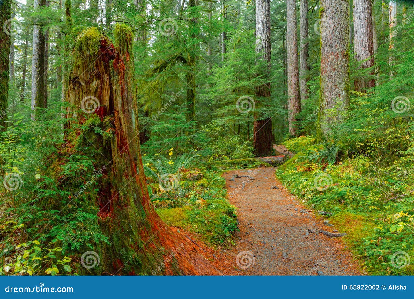 Rain Forest in Oregon stock photo. Image of pacific, ecology - 65822002