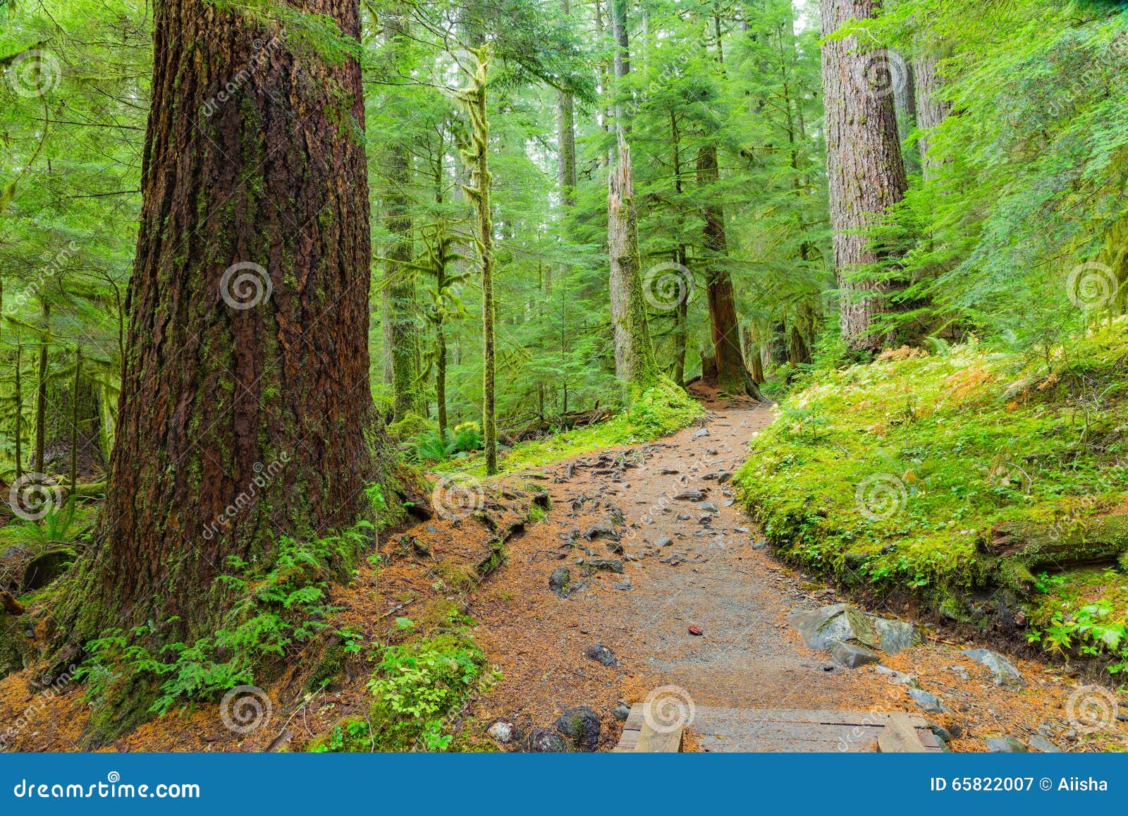 Rain Forest in Oregon stock image. Image of tree, rainforest - 65822007