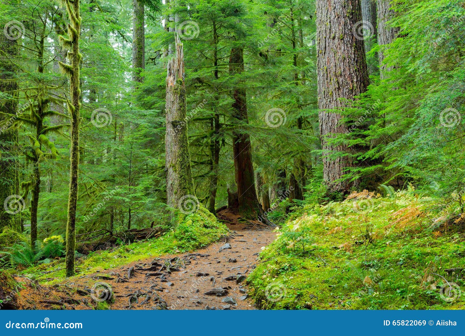 Rain Forest in Oregon stock image. Image of moss, trunk - 65822069