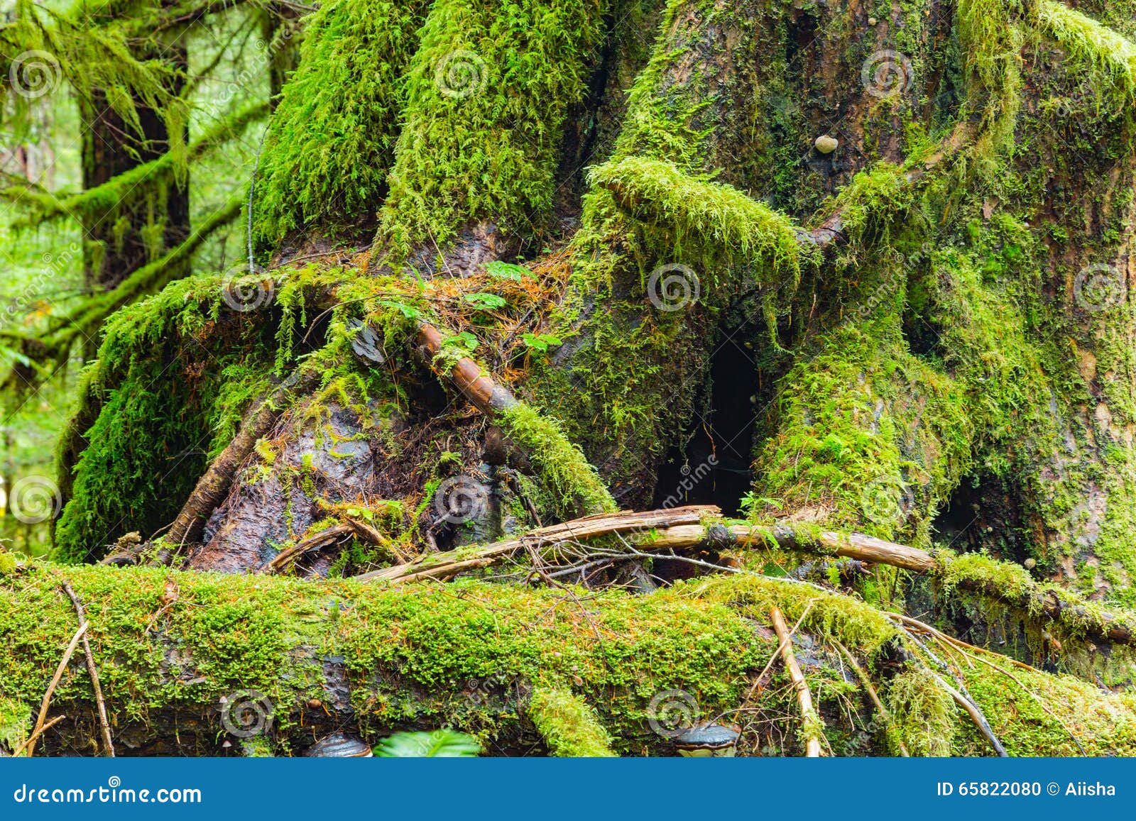Rain Forest in Oregon stock photo. Image of plant, ecology - 65822080