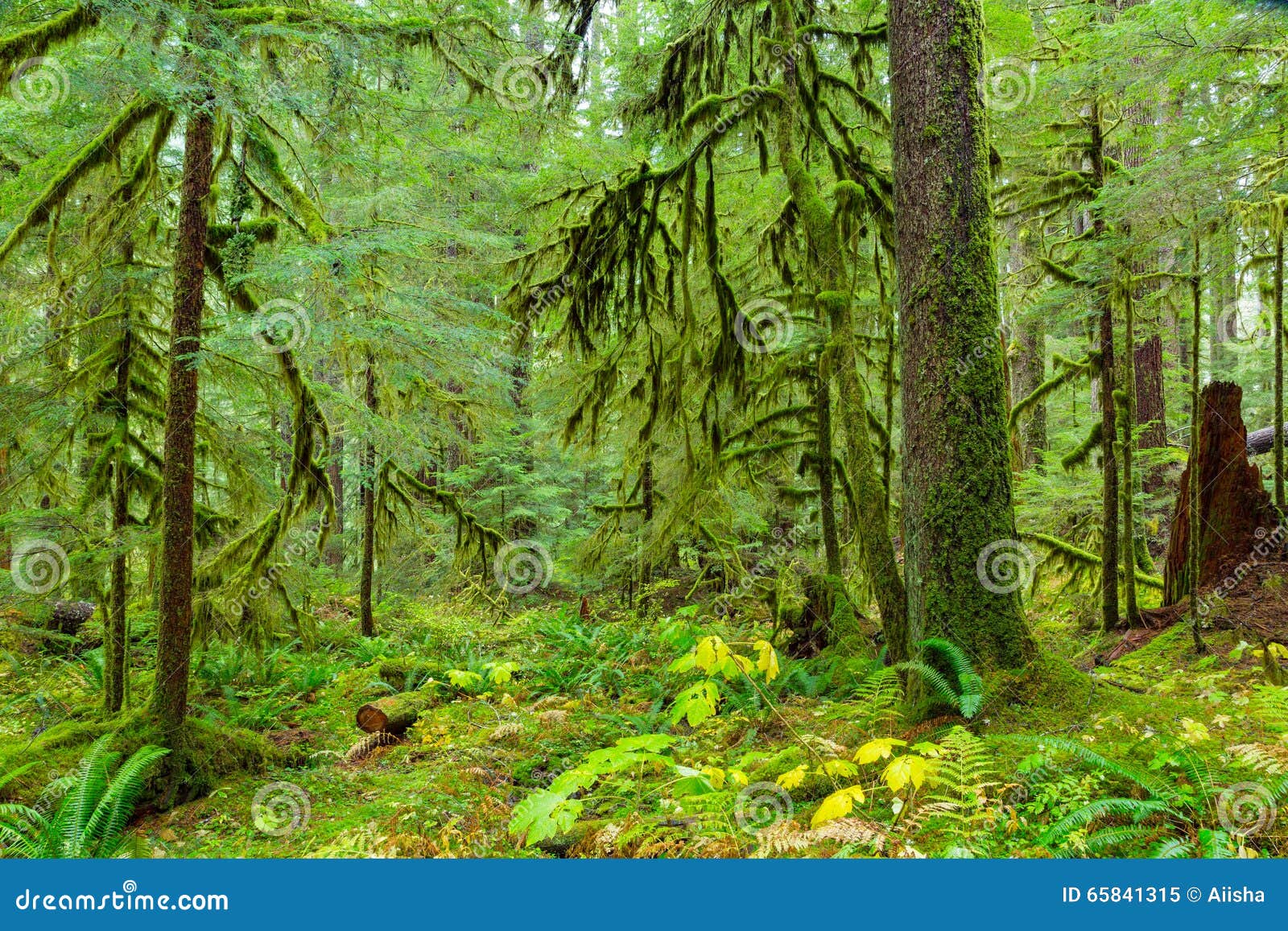 Rain Forest in Oregon stock image. Image of trunk, moss - 65841315