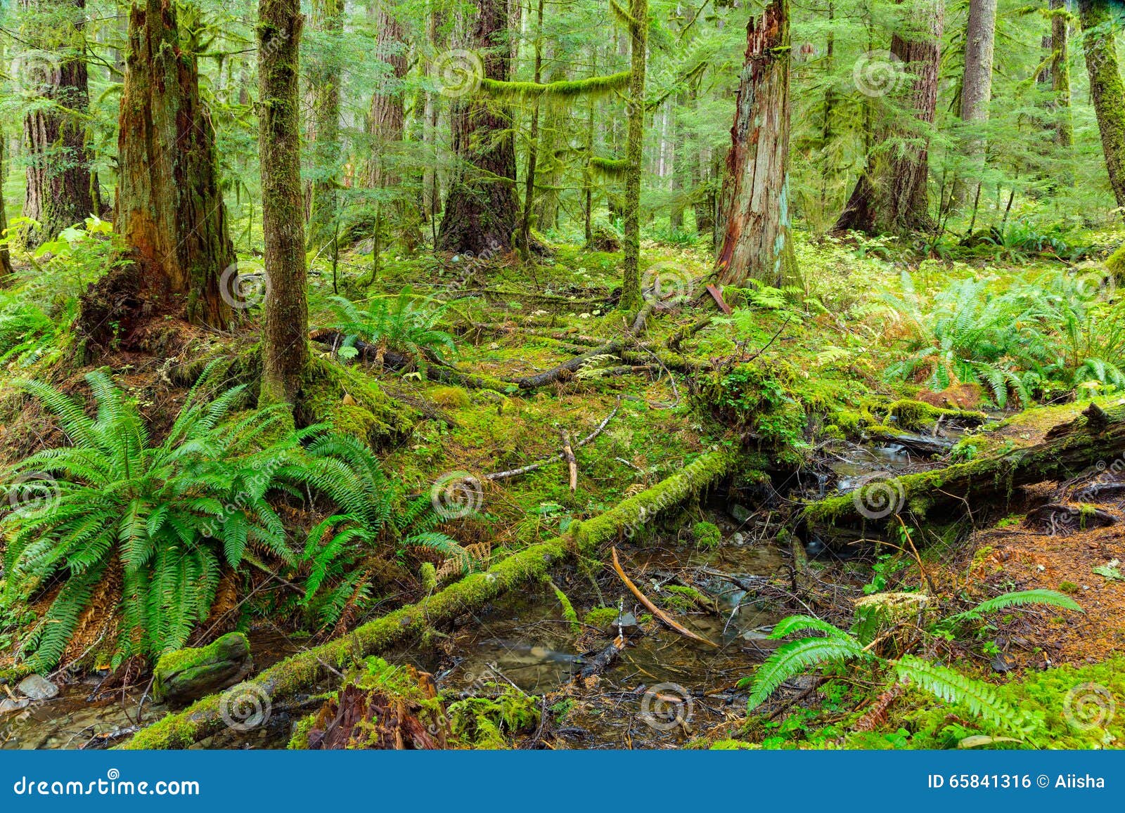 Rain Forest in Oregon stock photo. Image of path, landscape - 65841316