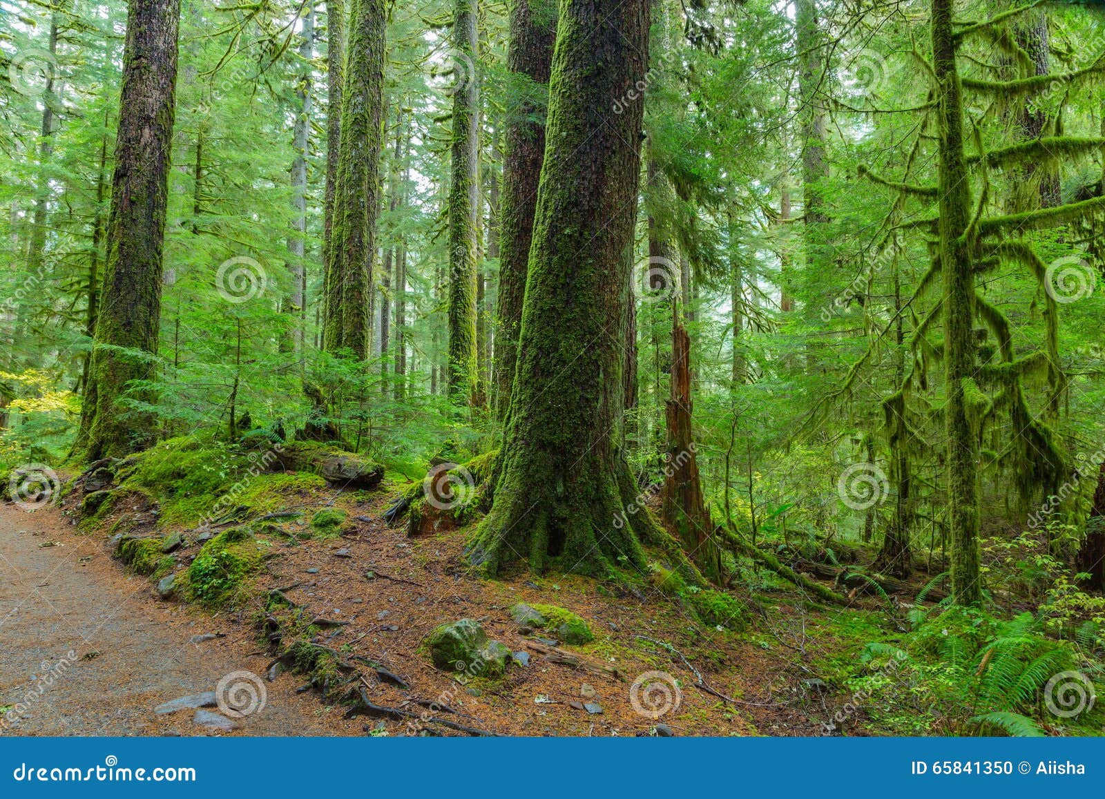 Rain Forest in Oregon stock photo. Image of stump, park - 65841350