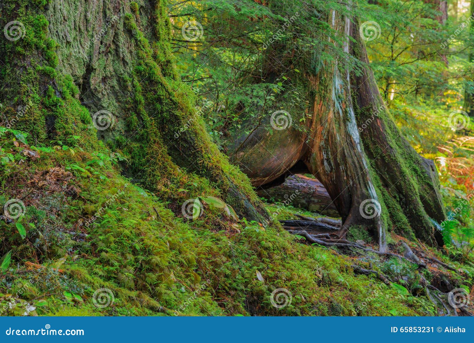 Rain Forest in Oregon stock image. Image of plant, park - 65853231