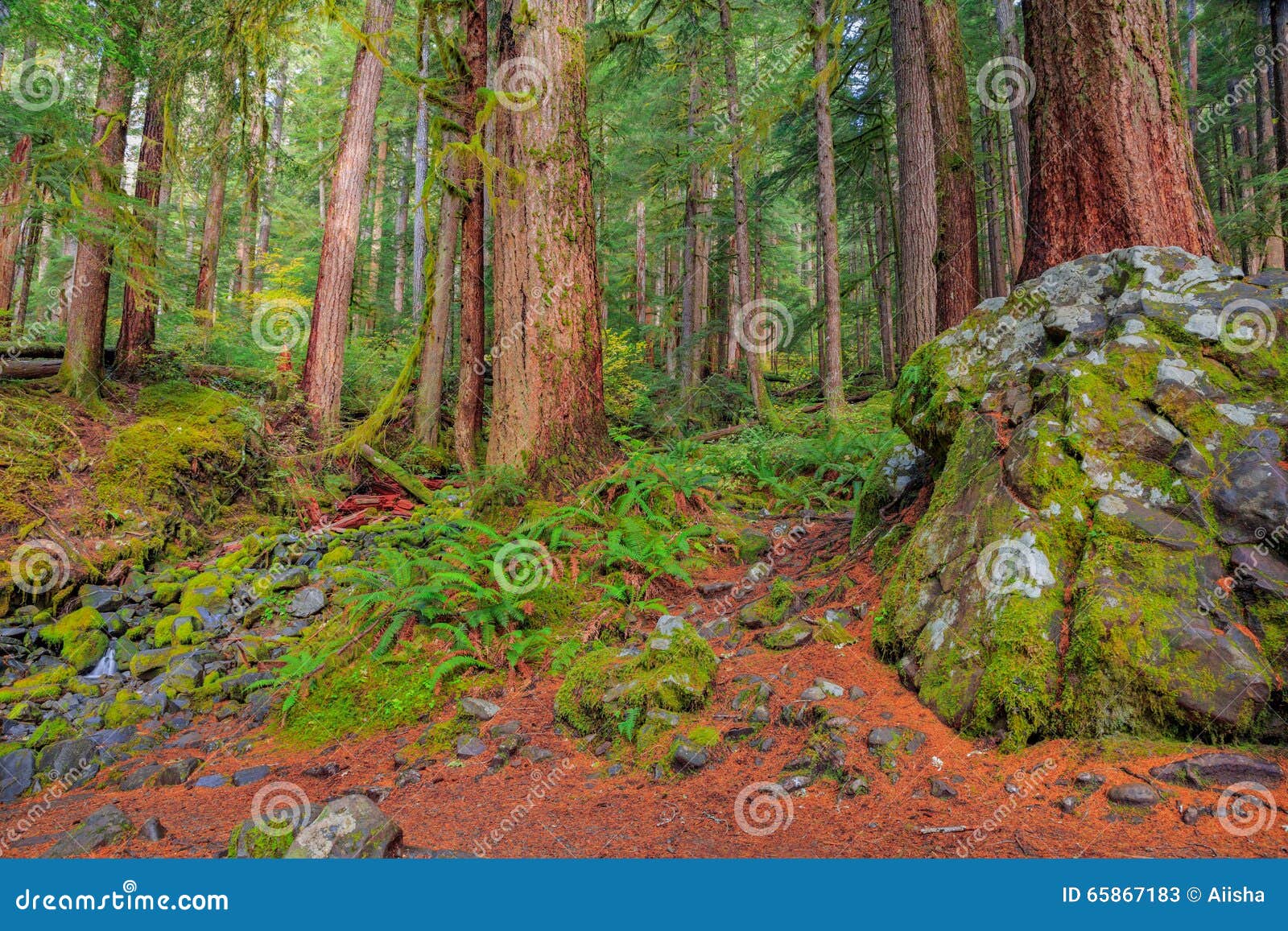 Rain Forest in Oregon stock image. Image of hike, natural - 65867183
