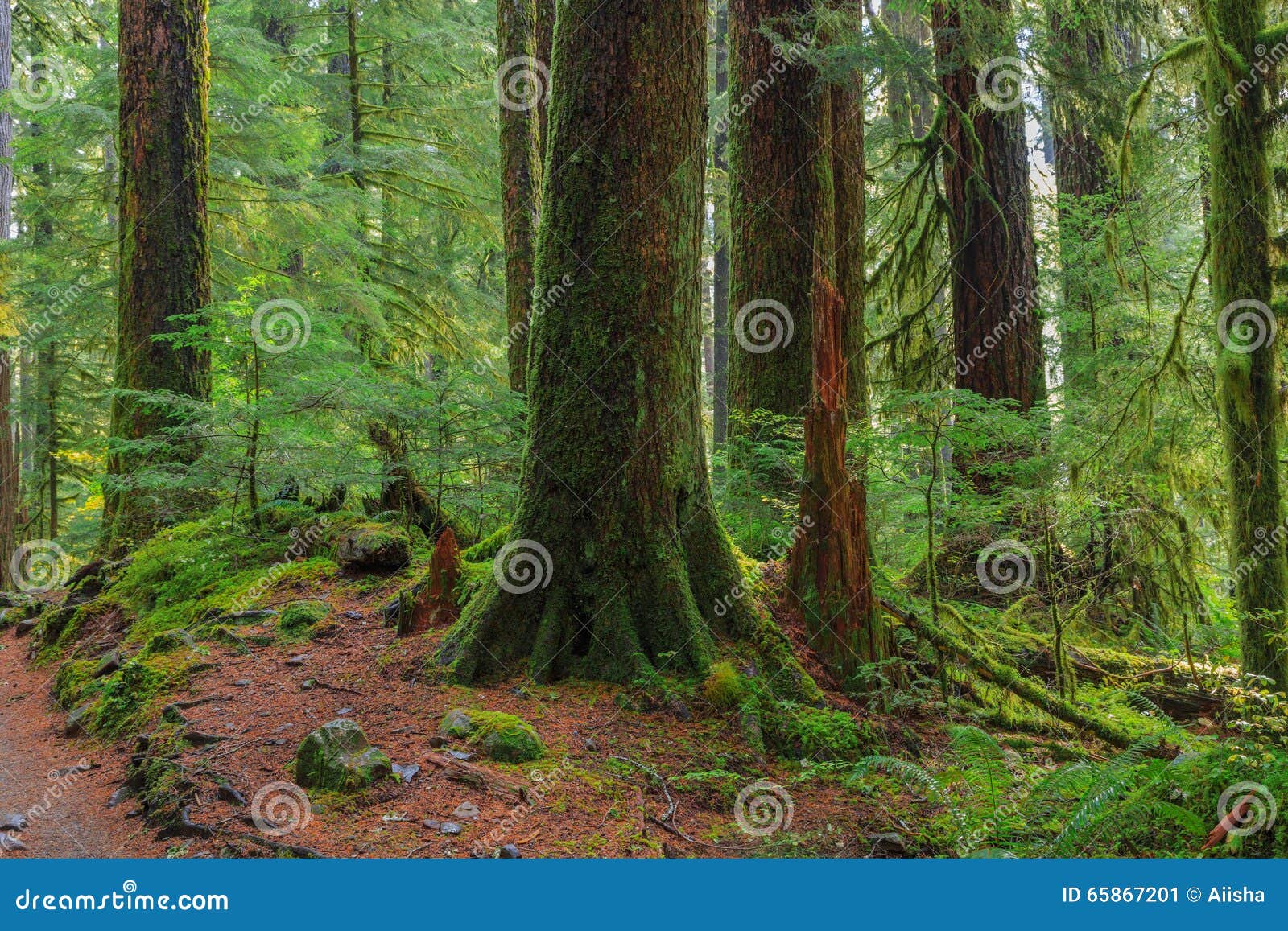 Rain Forest in Oregon stock image. Image of stump, coastal - 65867201