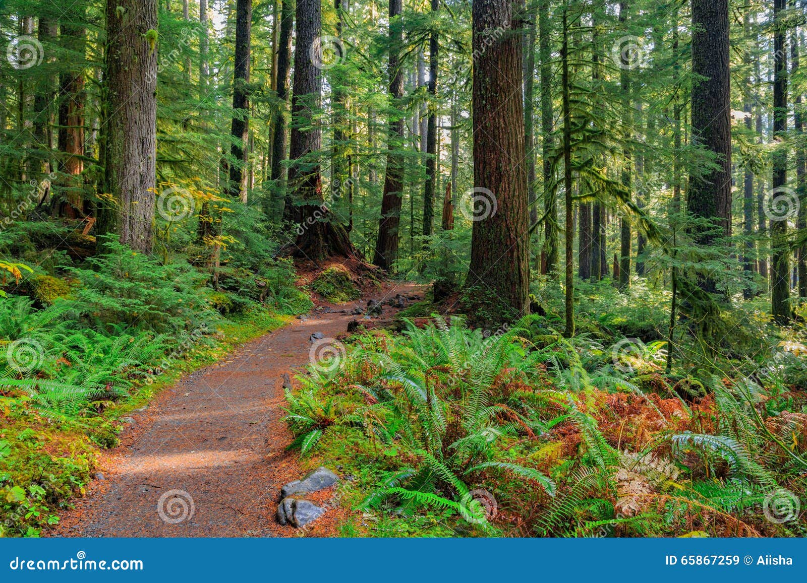 Rain Forest in Oregon stock image. Image of pacific, oregon - 65867259