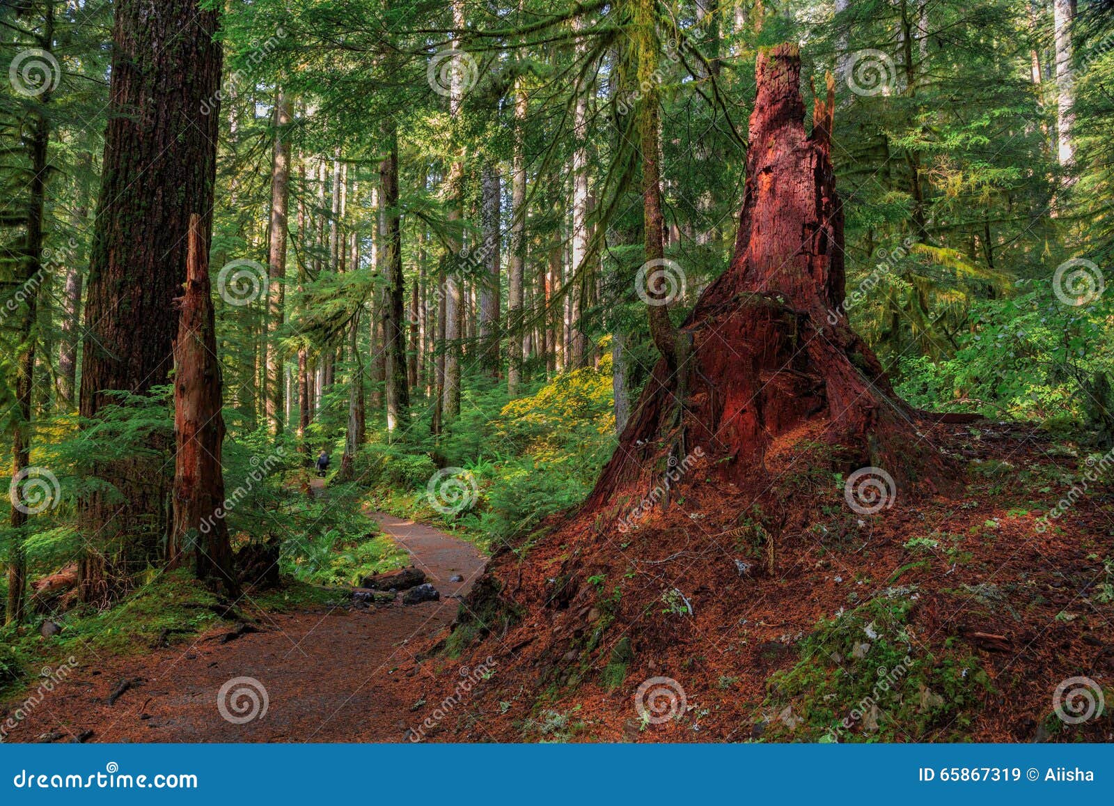 Rain Forest in Oregon stock image. Image of stump, ecology - 65867319