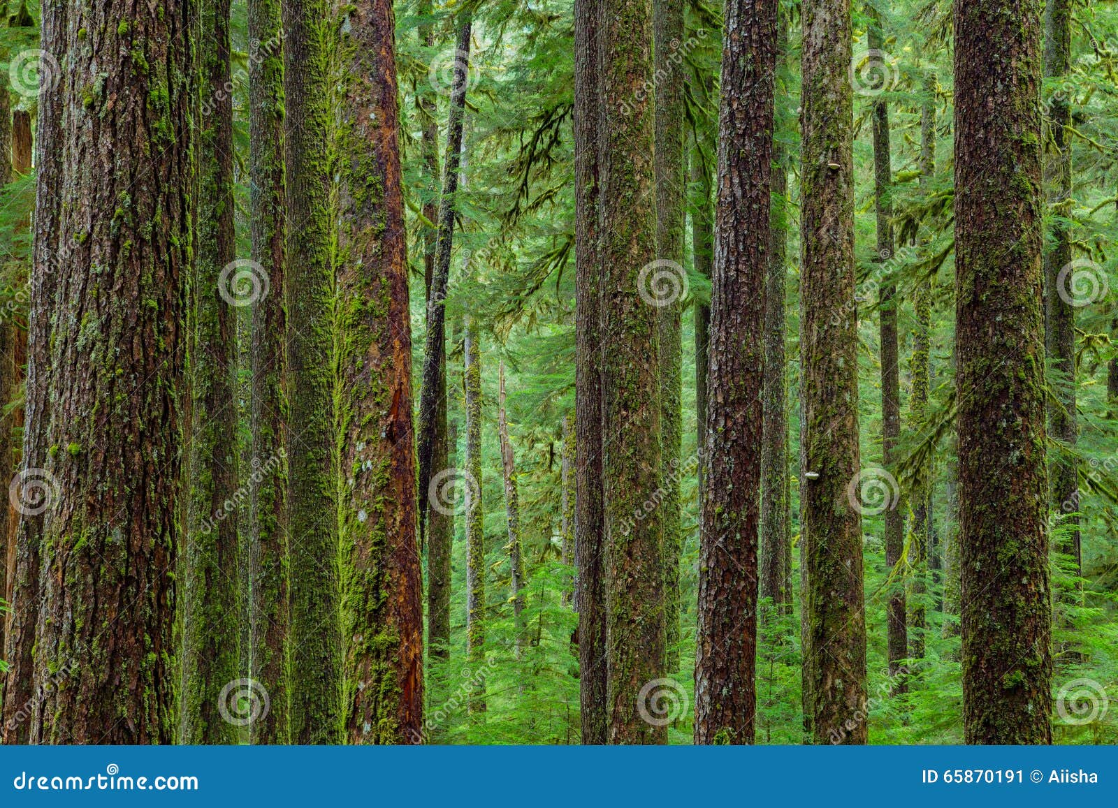 Rain Forest in Oregon stock image. Image of natural, oregon - 65870191