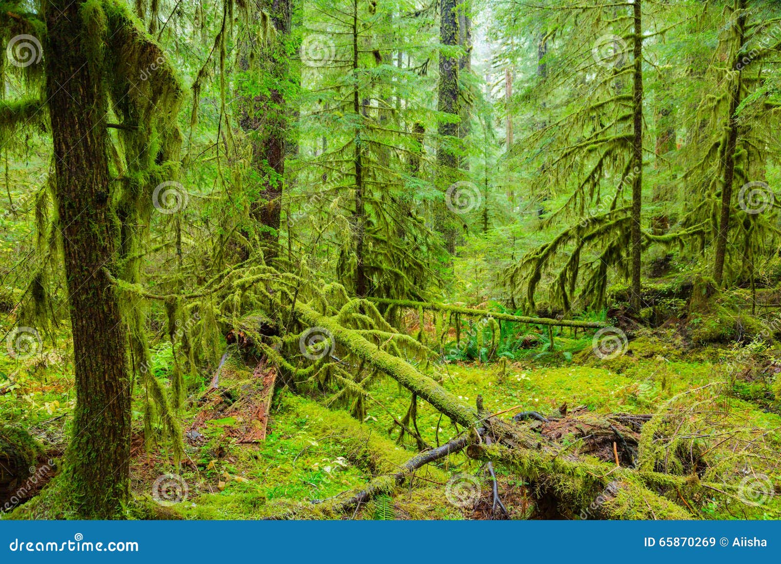Rain Forest in Oregon stock image. Image of natural, olympic - 65870269
