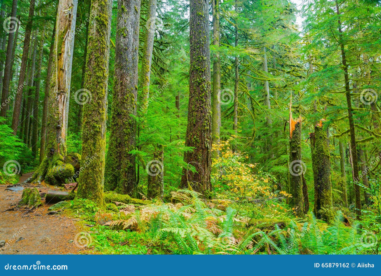 Rain Forest in Oregon stock photo. Image of fallen, path - 65879162