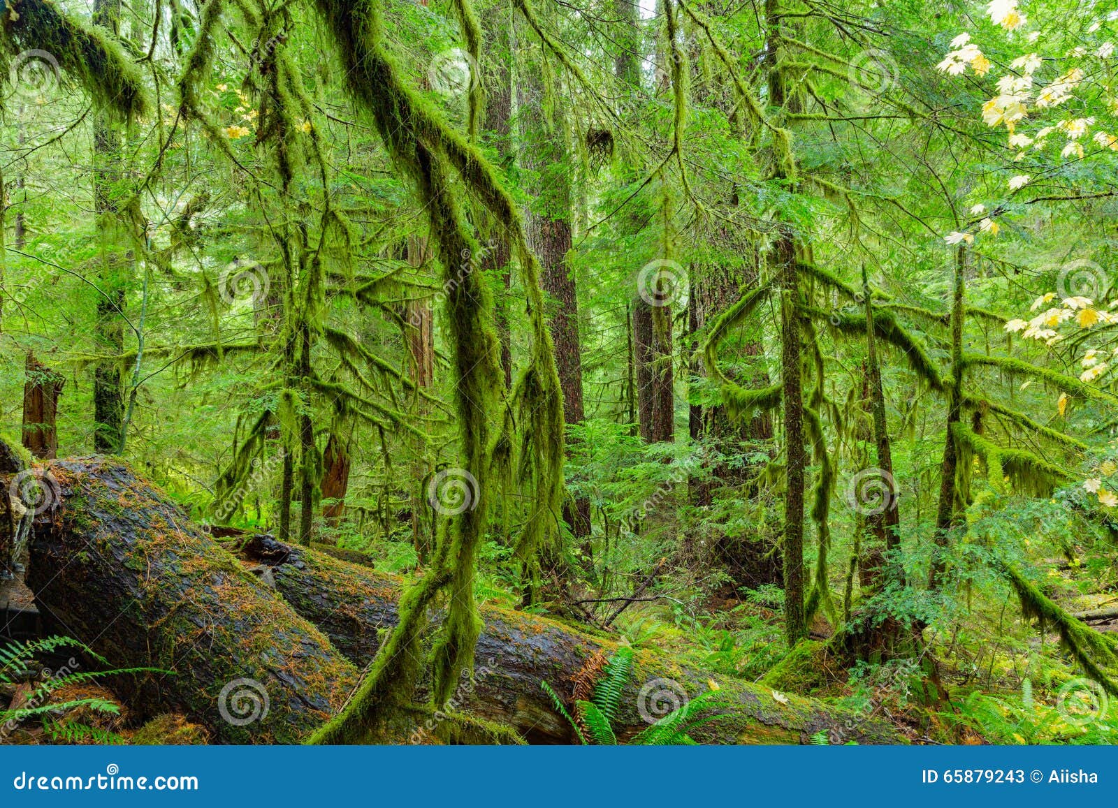 Rain Forest in Oregon stock image. Image of scenic, forest - 65879243