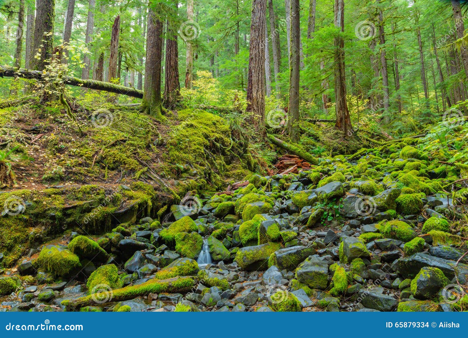Rain Forest in Oregon stock photo. Image of national - 65879334