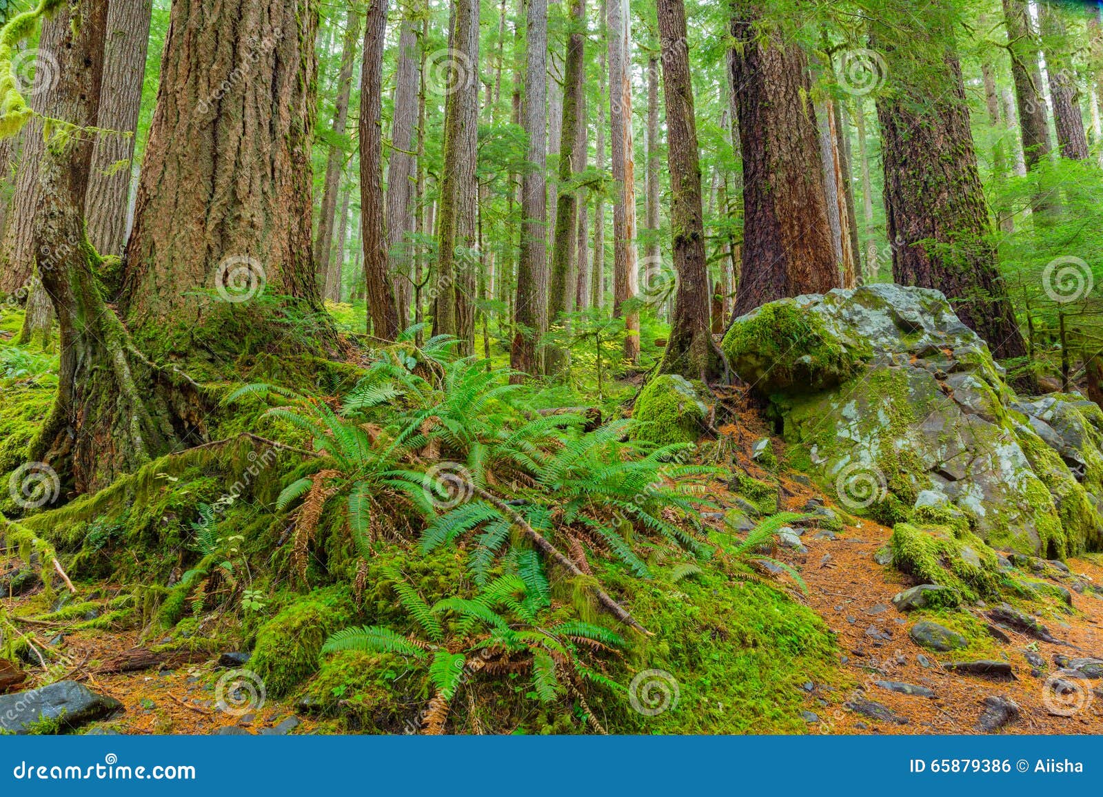 Rain Forest in Oregon stock photo. Image of park, rain - 65879386