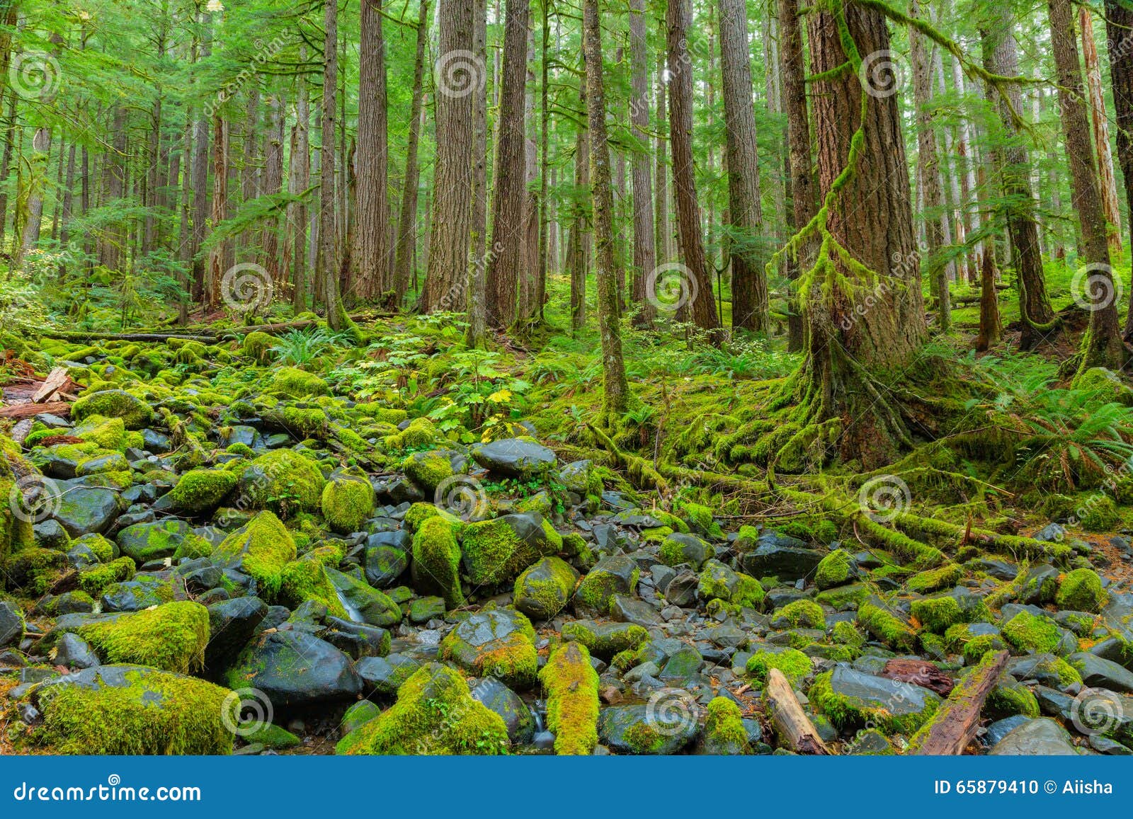 Rain Forest in Oregon stock photo. Image of ecology, moss - 65879410