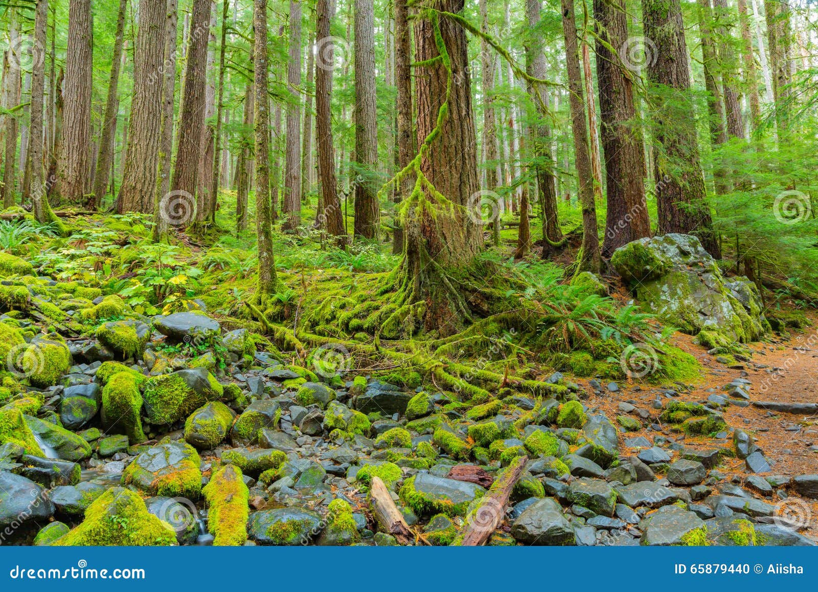 Rain Forest in Oregon stock photo. Image of path, northwest - 65879440