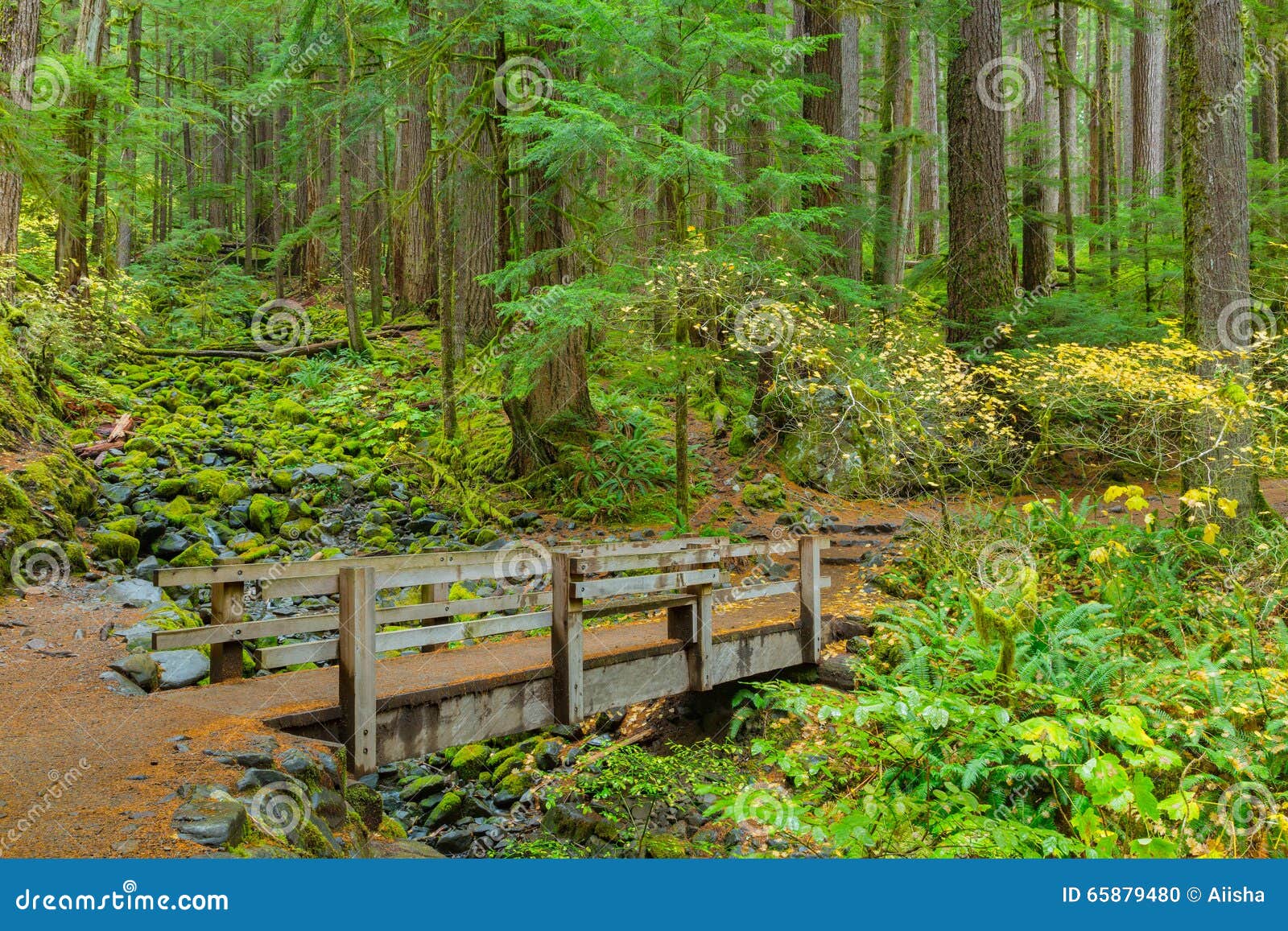 Rain Forest in Oregon stock photo. Image of growth, tree - 65879480