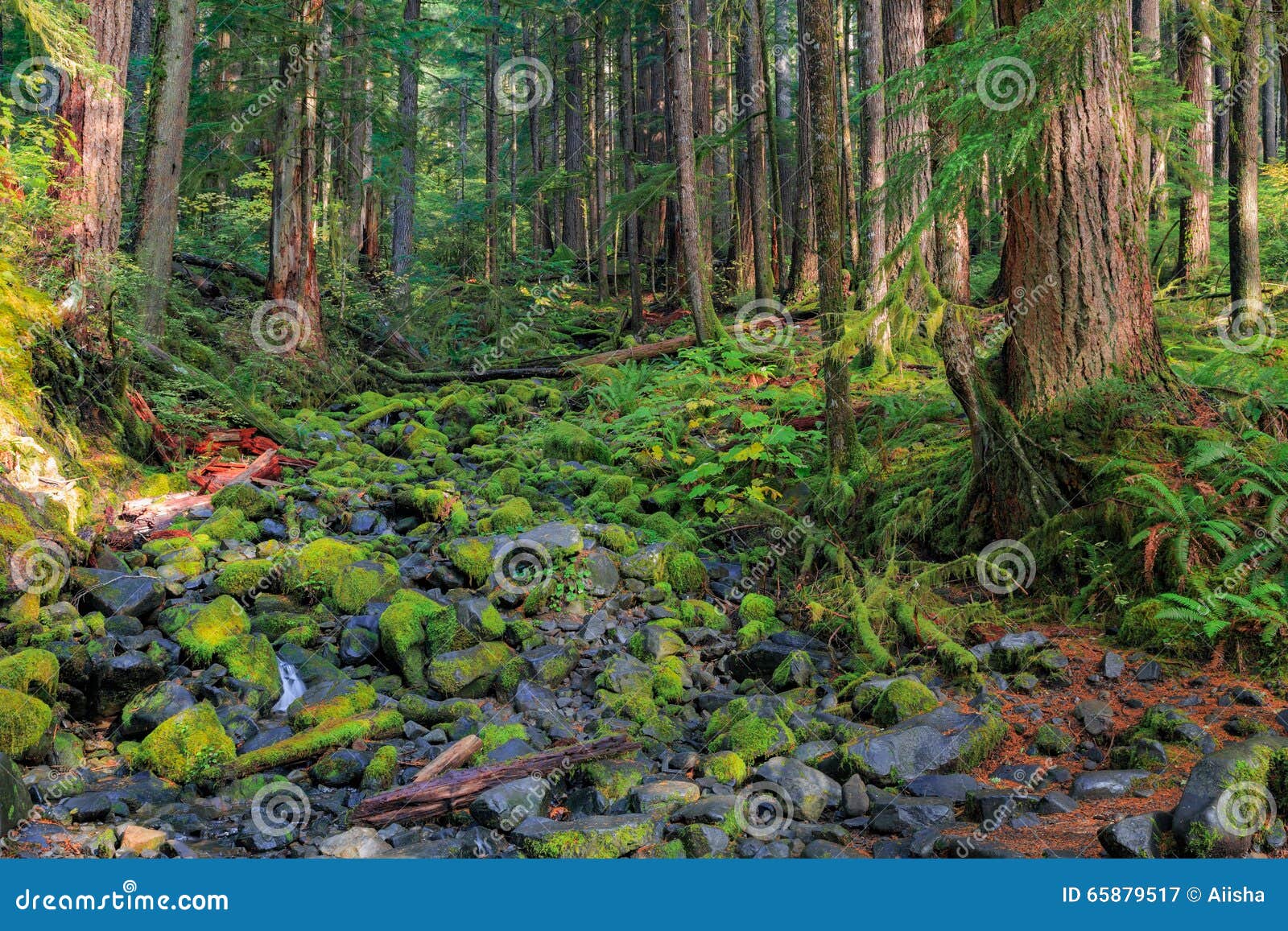 Rain Forest in Oregon stock image. Image of rain, fallen - 65879517
