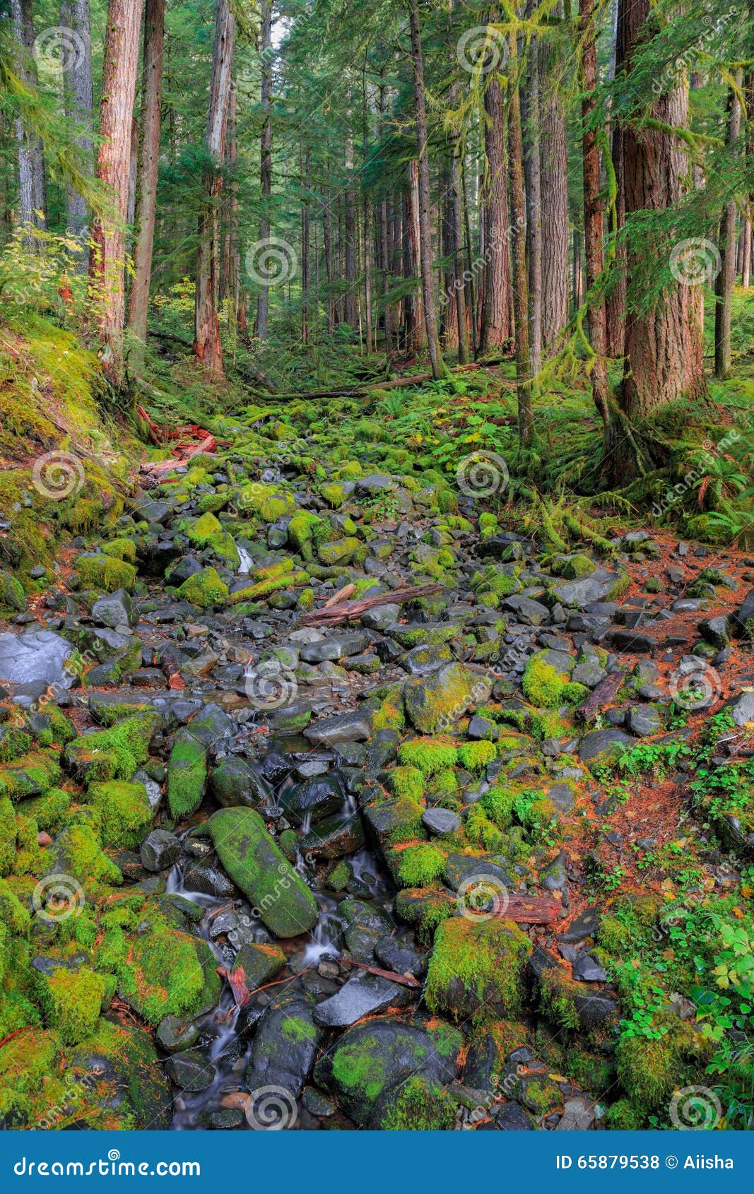Rain Forest in Oregon stock photo. Image of fern, landscape - 65879538