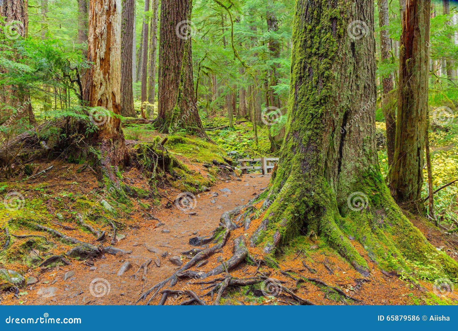 Rain Forest in Oregon stock photo. Image of plant, coastal - 65879586