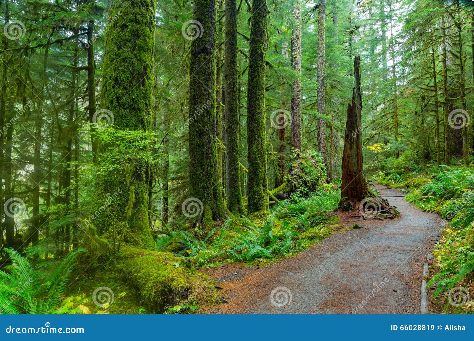 Rain Forest in Oregon stock image. Image of coast, olympic - 66028819