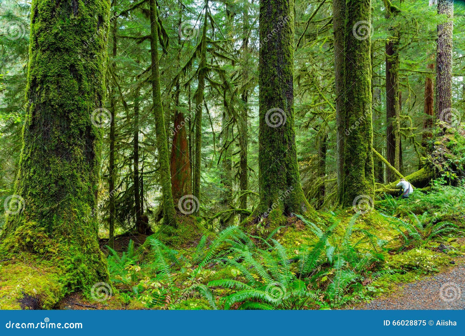 Rain Forest in Oregon stock image. Image of moss, fallen - 66028875
