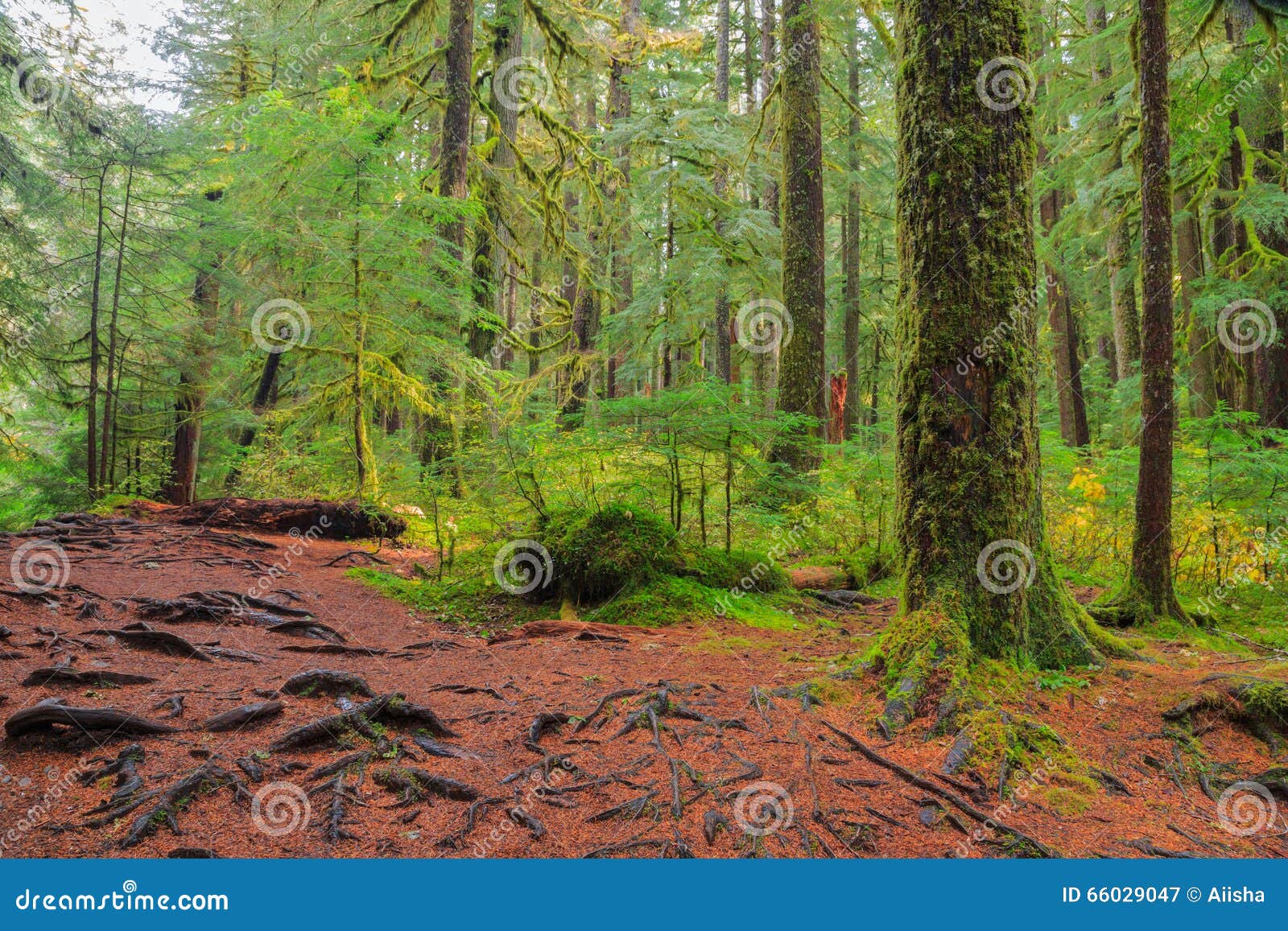 Rain Forest in Oregon stock image. Image of rainforest - 66029047