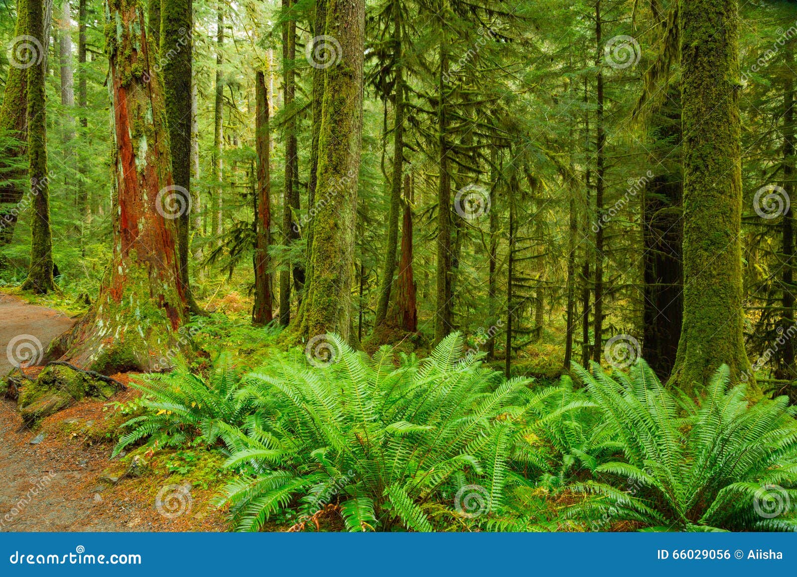 Rain Forest in Oregon stock photo. Image of nature, stump - 66029056