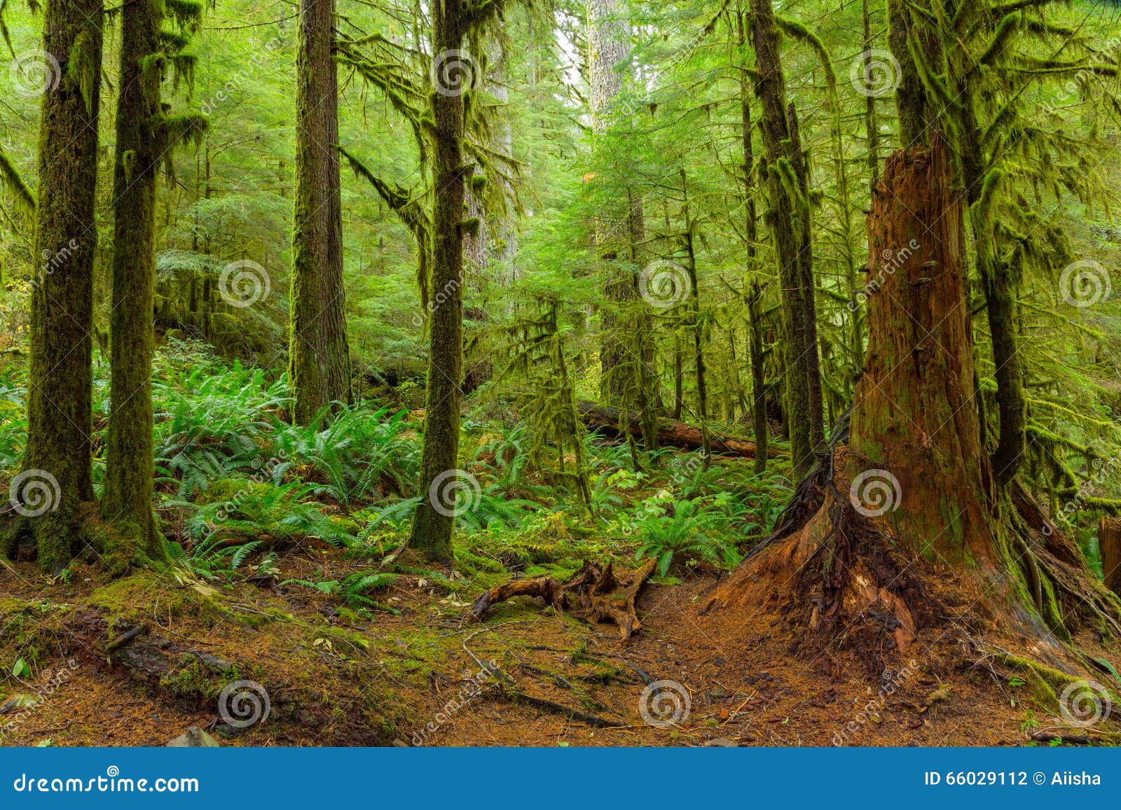 Rain Forest in Oregon stock photo. Image of landscape - 66029112
