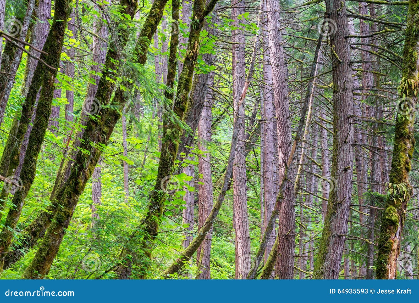 Rain Forest in Oregon stock image. Image of hike, wilderness - 64935593
