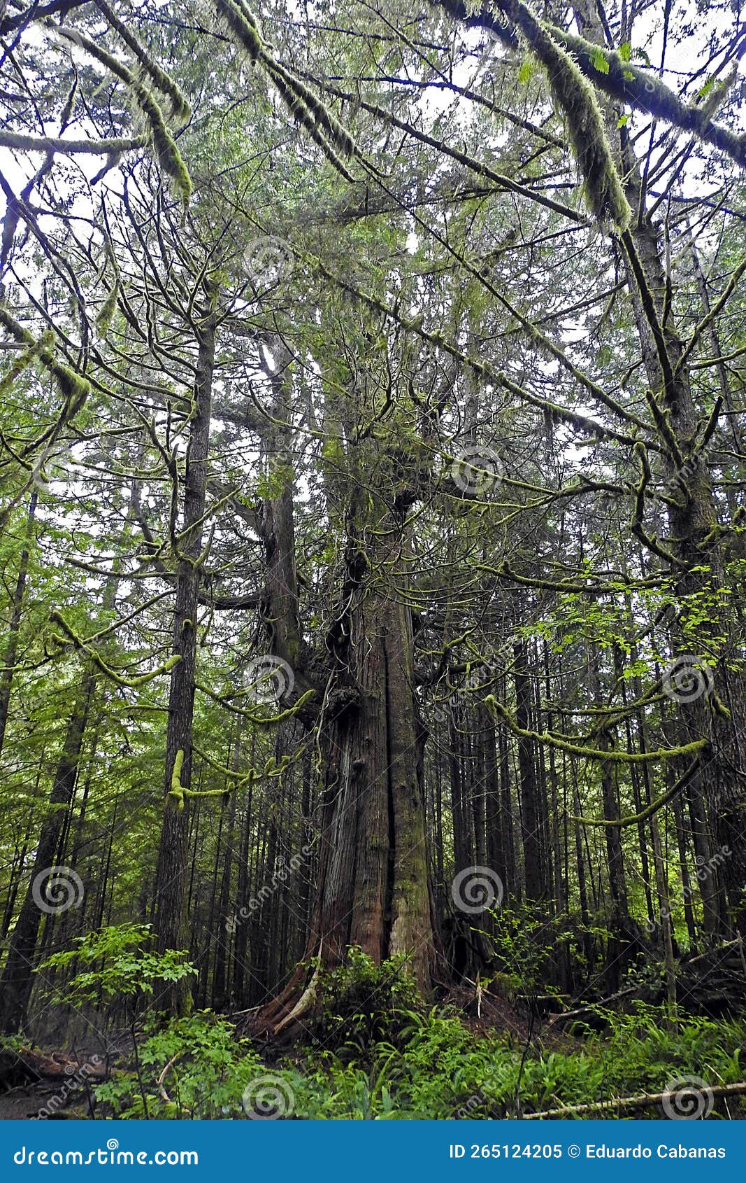 Rain Forest, Pacific Rim Nat. Park, Tofino, Canada Stock Image - Image ...
