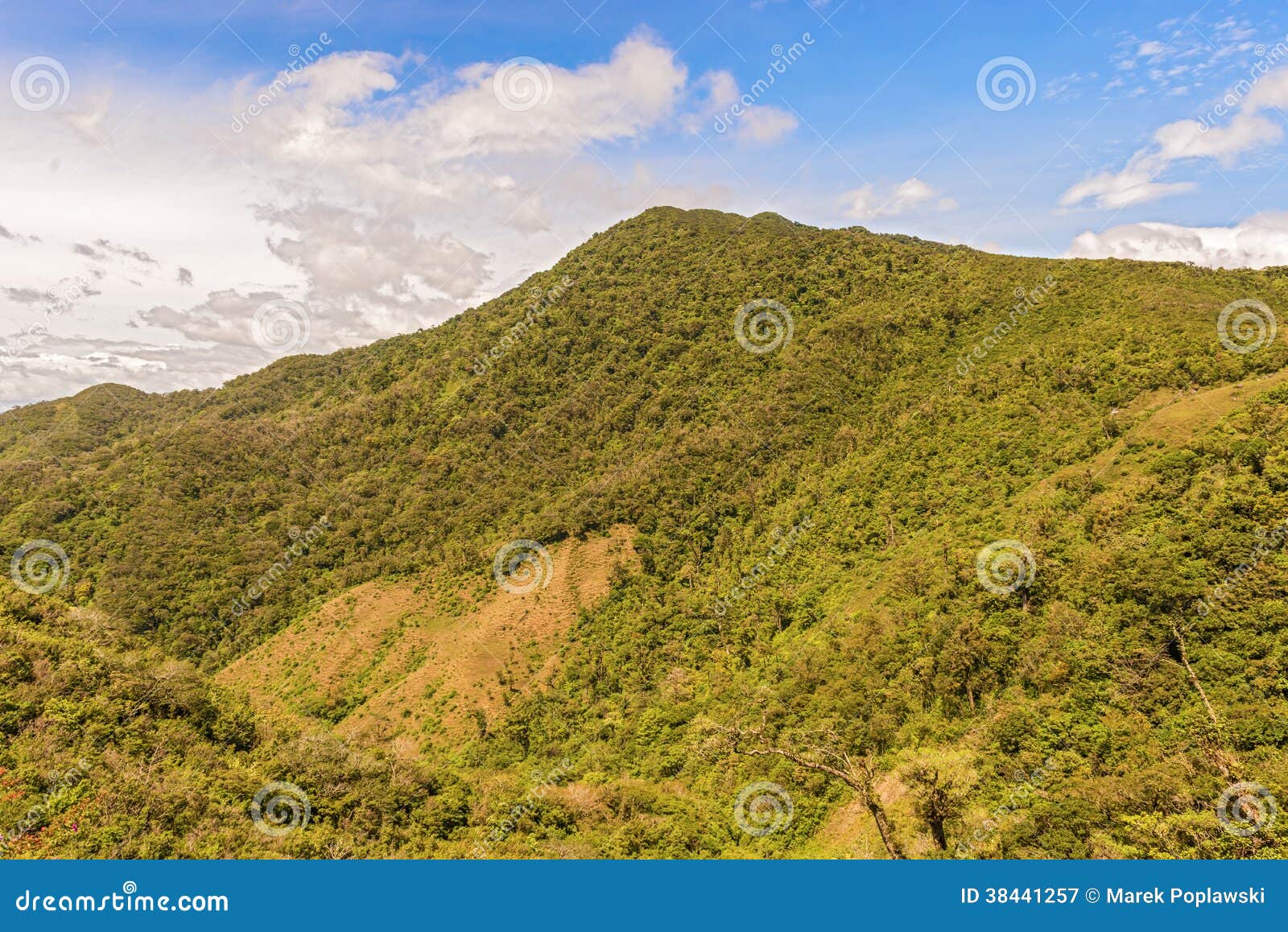 Rain forest, Panama stock image. Image of tree, hill - 38441257