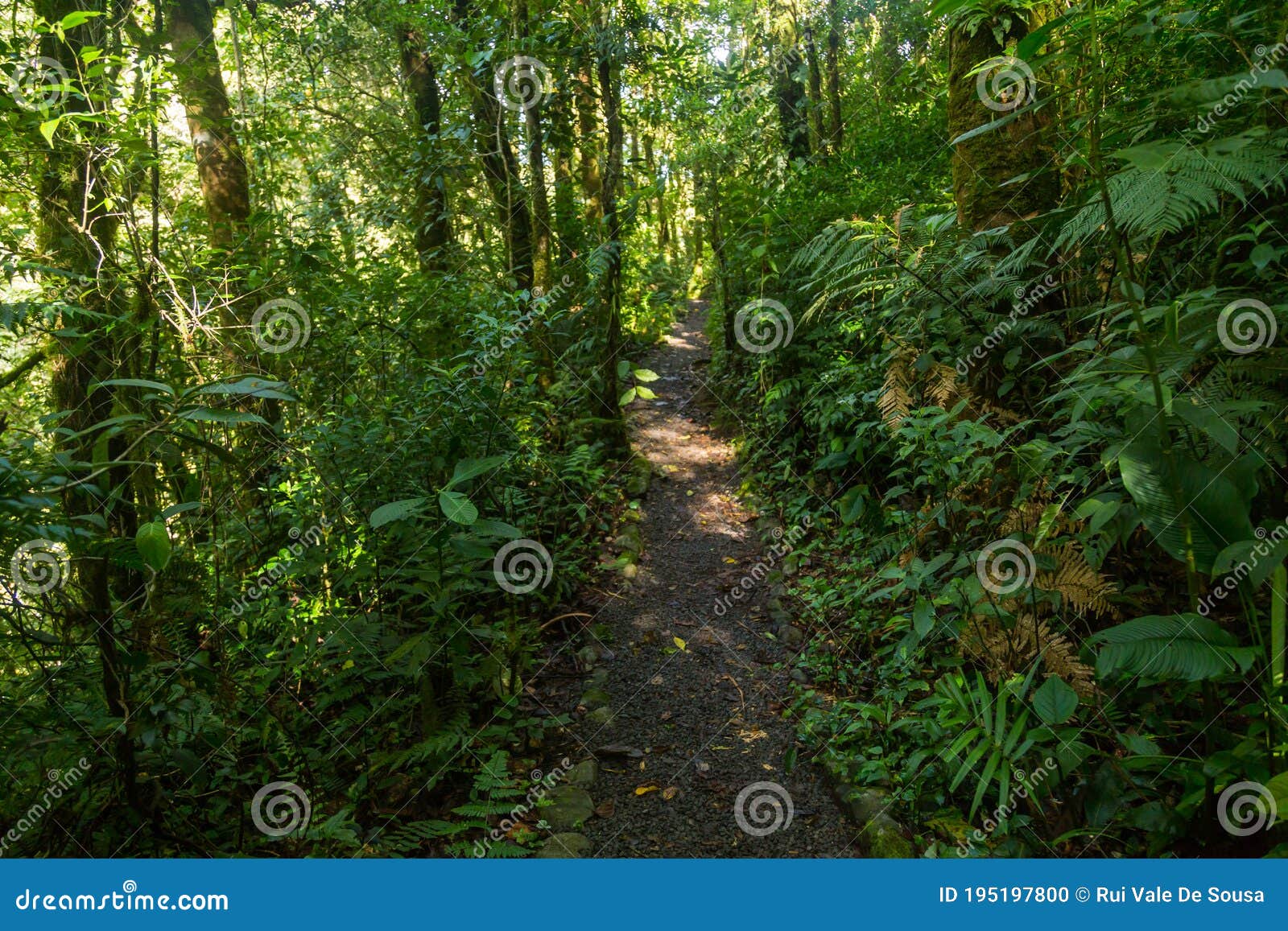 Rain forest in Panama stock photo. Image of destination - 195197800