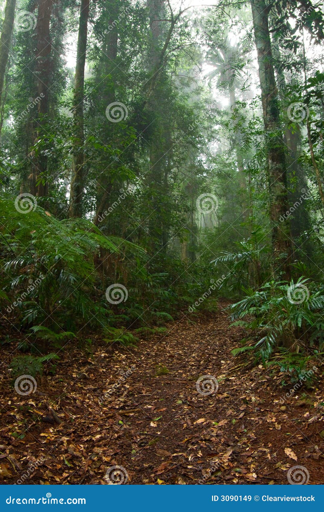 Rain forest path in trees stock image. Image of forest - 3090149