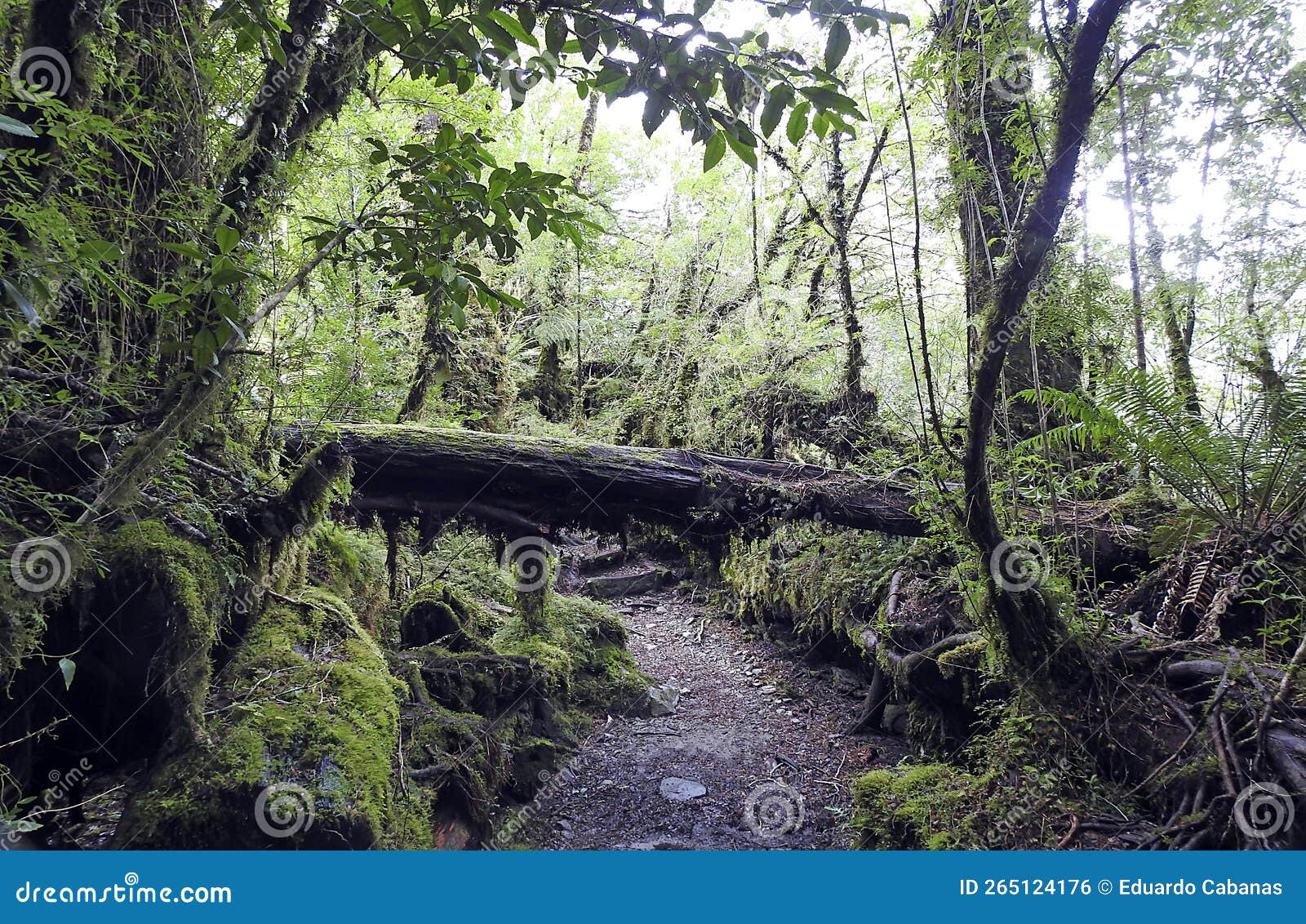 Rain Forest, Queulat, Carretera Austral, Chile Stock Photo - Image of ...