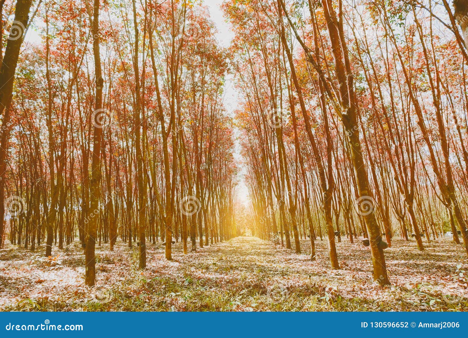 Rain Forest of Rubber Plantation Tree with Leave . Stock Photo - Image ...